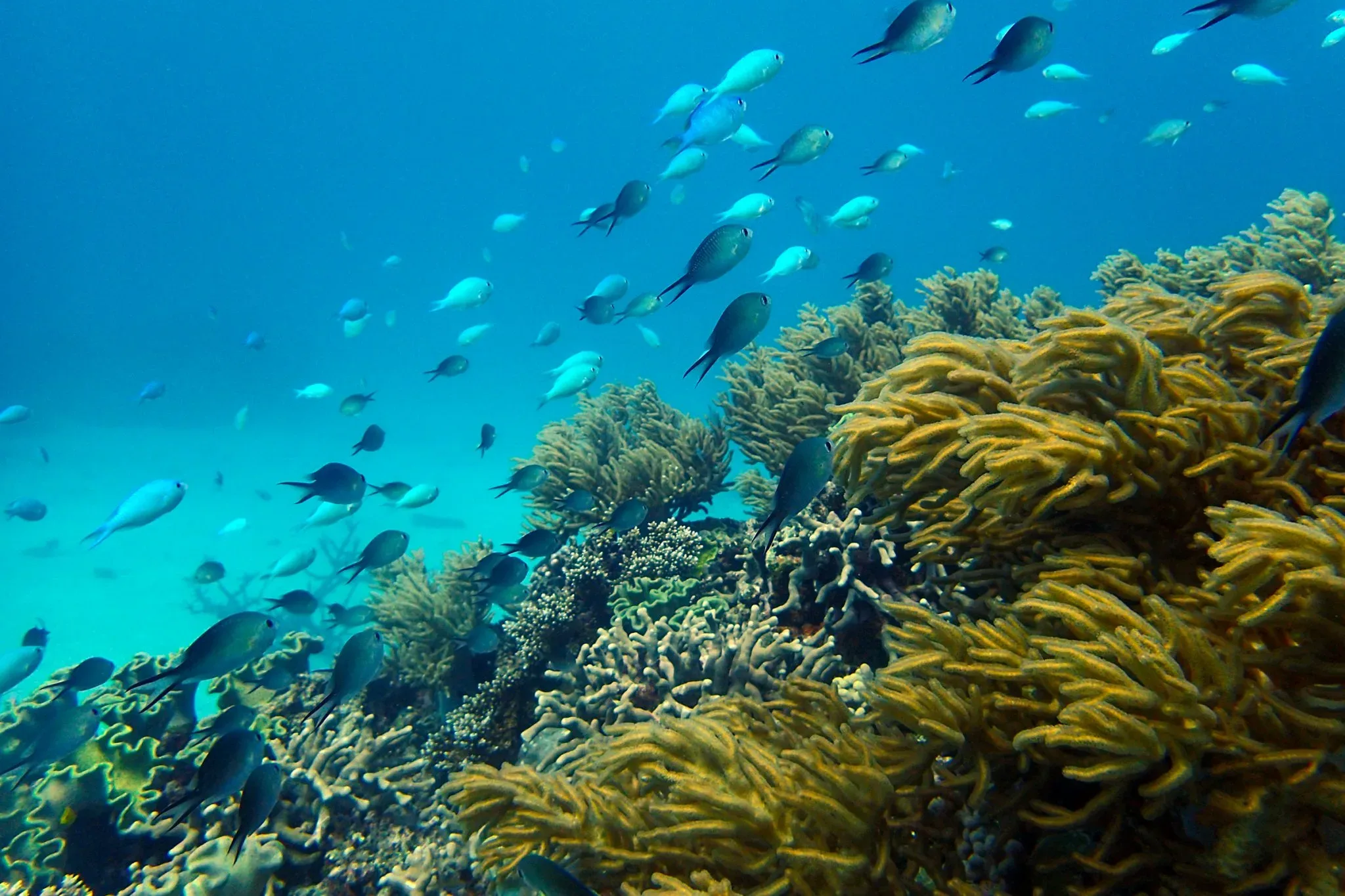 Scuba Dive Milln Reef | Road Trip and Travel